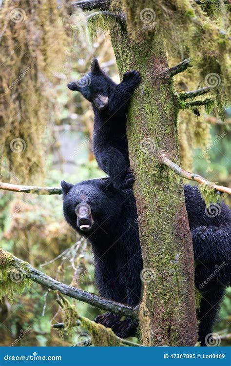 Black Bear Cub And Mother In A Tree Stock Image Image Of Nature