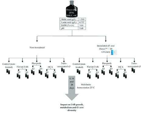 Overall Experimental Process Download Scientific Diagram