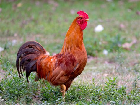All You Need To Know About Rhode Island Red Chickens Backyard Barnyard