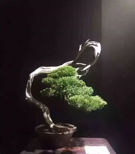 一組盆景作品欣賞，郁聞玉笛扶琴音，賞閱幽境含正氣 每日頭條