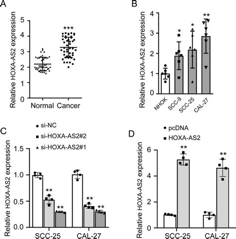 hoxa as2 is highly expressed in the oscc a hoxa as2 expression levels