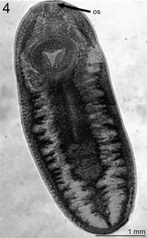 Light Micrograph Of Fixed And Stained Metacercaria Of Clinostomum