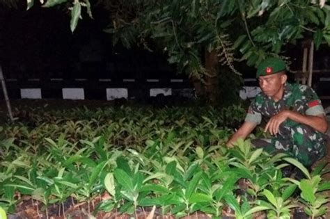 Kodim Saumlaki Budidaya Pohon Torem Siwalima