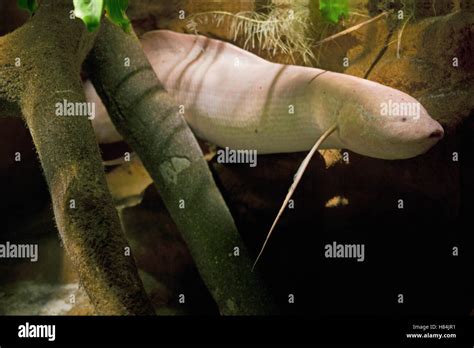 African Lungfish Protopterus Annectens Albino Netherlands Stock Photo Alamy