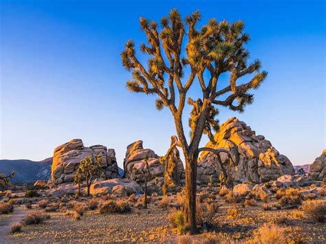 45 Best Things To Do In Joshua Tree