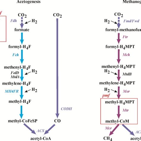 Methane In The Carbon Cycle Download Scientific Diagram