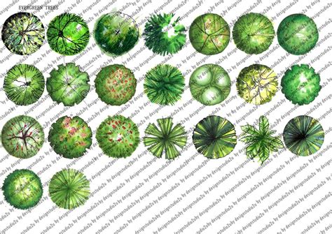 Landscape Tree Planarchitectural Illustration Tree Plan View PNG PSD JPEG Photoshop Overlay