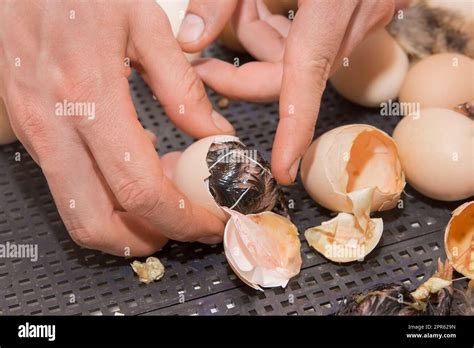 Farmer S Hand Close Up Finger Helps To Hatch A Newborn Chick Chicken