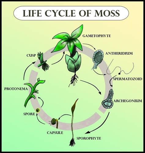 Moss Life Cycle Diagram Of A Life Cycle Of A Common