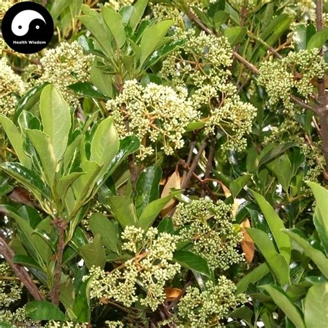 Buy Buy Ilex Chinensis Tree Semente 60pcs Plant Holly