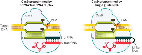 The New Frontier Of Genome Engineering With Crispr Cas9 Science