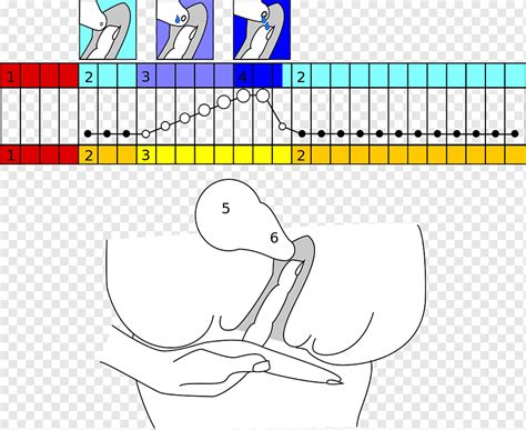 자궁 경부 월경 점액 생리주기 자궁 설명 기타 각도 텍스트 Png Pngwing