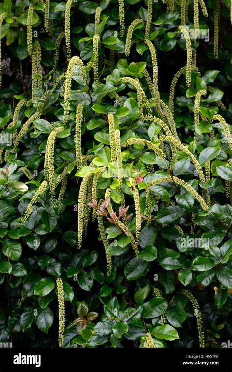 Itea Illicifolia Holly Leaved Sweet Spire Cream Flower Flowers Flower