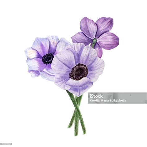 흰색 배경에 격리된 아네모네 수채화 그림입니다 발렌타인 데이 청첩장 생일 및 어머니의 날 카드 포스터 텍스타일 디자인 표지 배경