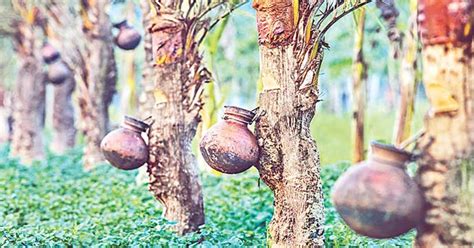 Nipah Virus শীতে খেজুর রস খাচ্ছেন নিপা ভাইরাসে আক্রান্ত ছাত্র মৃত