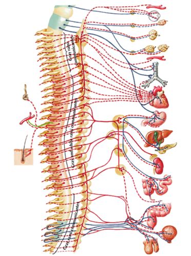 Lecture 6 Autonomic Nervous System Flashcards Quizlet