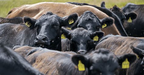 Another Case Of Anthrax Reported In Cattle Moving Across State Borders Kbhb News
