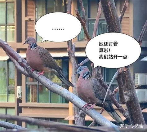 斑鸠讨厌没有边界感的人类 知乎