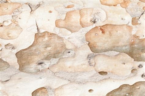 Premium Photo Background Texture Of Tree Bark