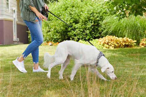 Do Dogs Need To Be Walked