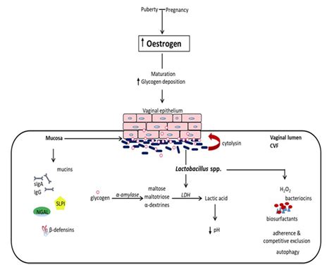 Girls Measure The Width Of The Vagina In Competitions With Self Drums 66 Photos Sex Pics