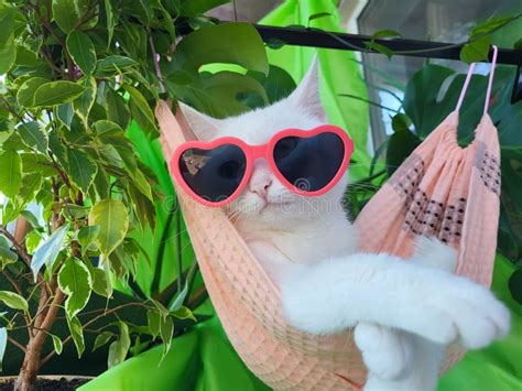A White Cat In Red Heart Shaped Sunglasses Is Swinging In A Hammock In