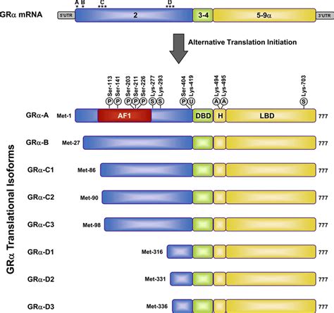 Gr Isoforms Generated By Alternative Translation Initiation And Sites Download Scientific