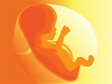 Fertility Gaining And Maintaining A Healthy Pregnancy Vital Health