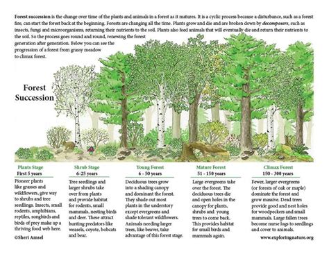 Learn About Trees And Forest Succession On