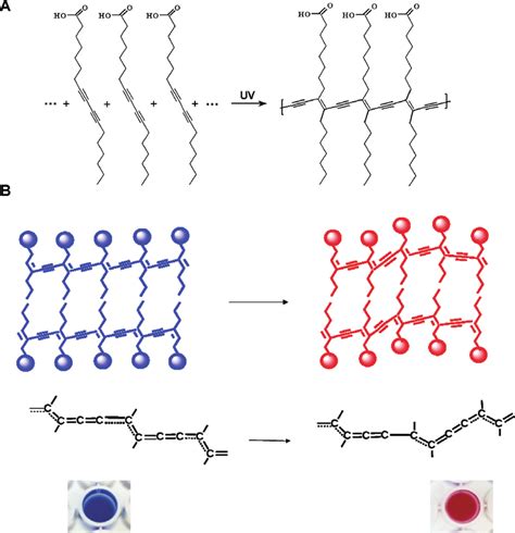 Structural Features Of Polydiacetylene A Creation Of The Polymerized
