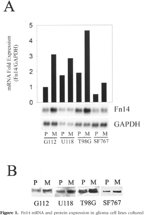 Figure 1 From The Human Fn14 Receptor Gene Is Up Regulated In Migrating