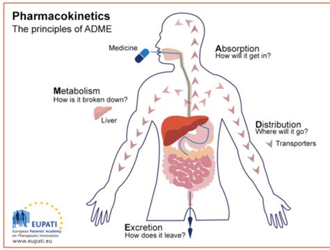 Lecture Absorption Flashcards Quizlet