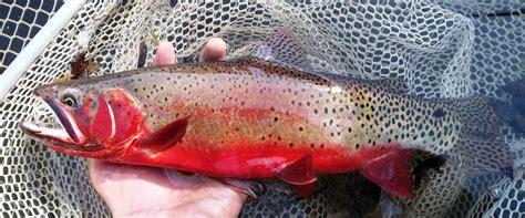 Utah Cutthroat Slam Cutthroat Trout Qanda Answering Your Questions