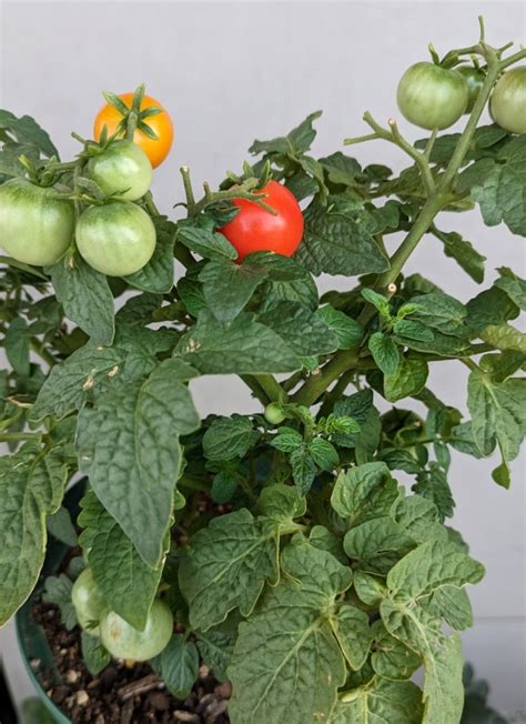 724 今日も37℃ 矮性ミニトマト栽培日記