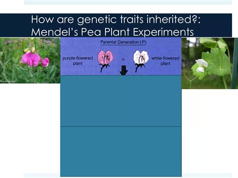 Mendelian Genetics Slides PPTX