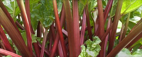 Rhubarb Varieties