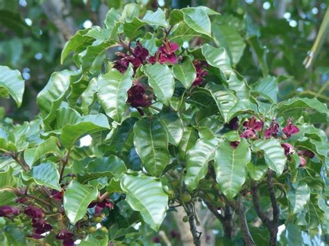Vitex Lucens The Majestic New Zealand Native Tree The Plant Store