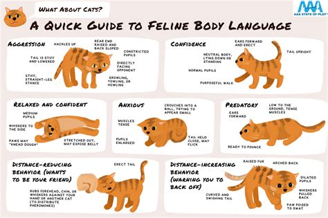 A Guide To The Body Language Of Cats
