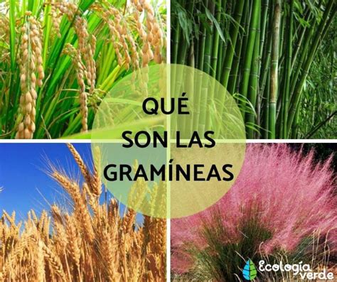 Ejemplificación Definición Y Ejemplos Prácticos