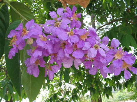 Лагерстремия – уход за растением в домашних условиях - What Flower?