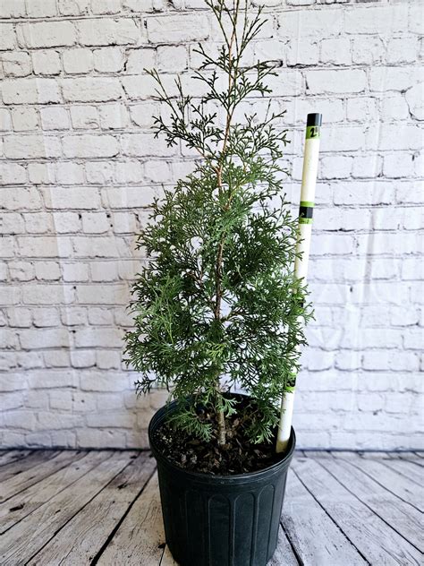 Pyramidal Arborvitae Thuja Occidentalis Pyramidlis Kingdom Place