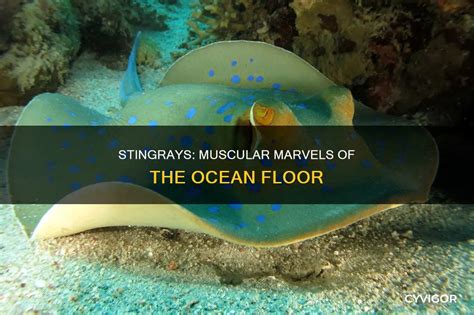 Stingrays Muscular Marvels Of The Ocean Floor Cyvigor