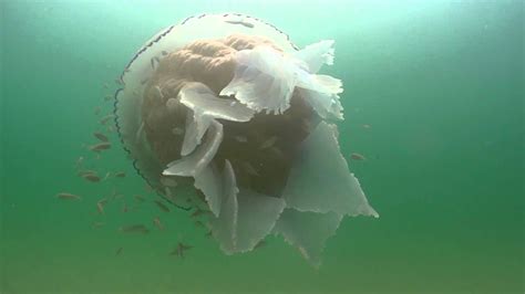 Barrel Jellyfish Rhizostoma Pulmo Around Cornwall YouTube