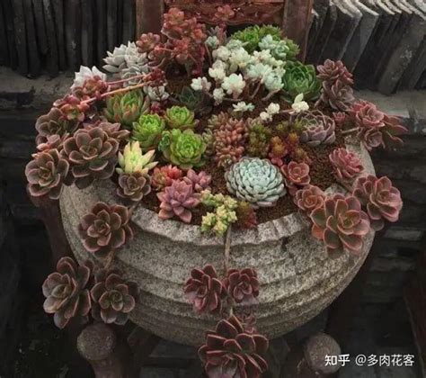 养成多肉老桩，不难，记住三点就能养成！ 知乎