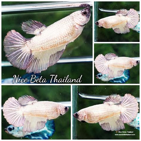 Betta Fish Female Hm Yellow Copper