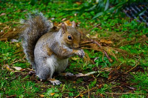Fotos Gratis Naturaleza Fauna Silvestre Mamífero Roedor