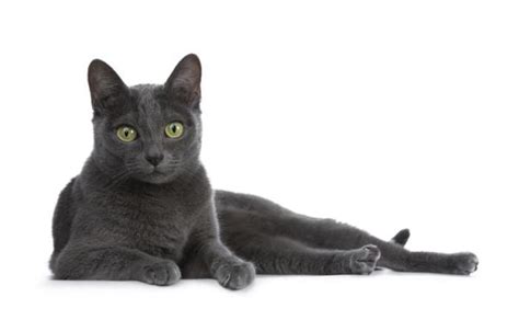 Korat Cat Breed Information Origin Character Care