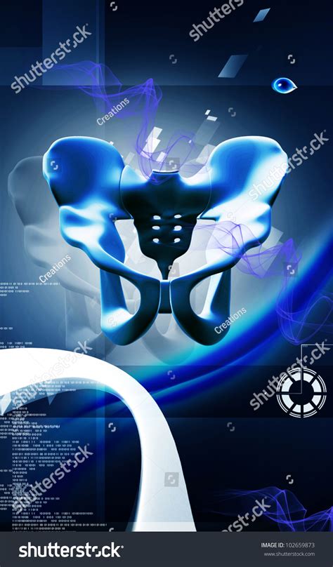 Digital Illustration Pelvic Girdle Colour Background Stock Illustration