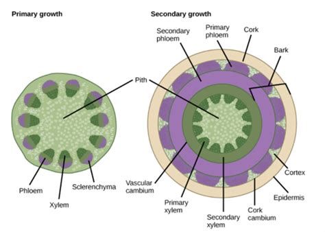 Types Of Meristems — Lesson Science State Board Class 9