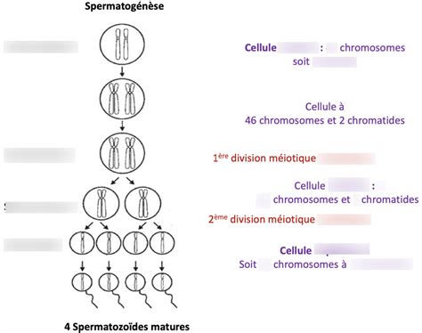 Diagramme De Cytogénétique La Spermatogenèse Quizlet